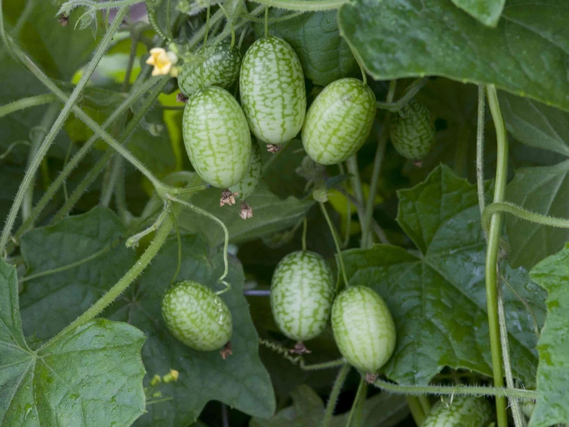 How to Grow Cucamelon in Pots: A Complete Guide - Garden Nursery - Buy ...