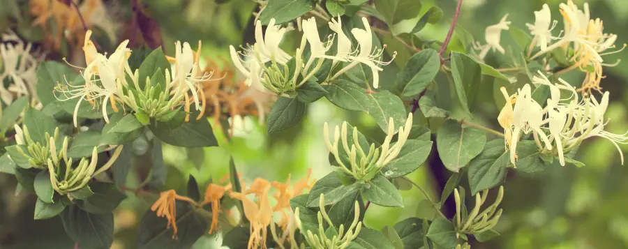 The Most Fragrant Honeysuckle Varieties: A Guide to the Best Smelling ...