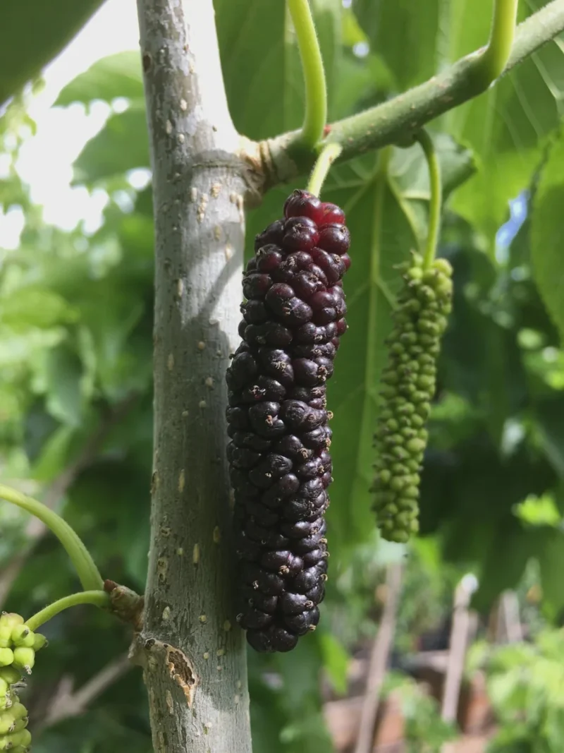 Pakistan Mulberry Tree Starter Plug - Morus macroura Live Plant