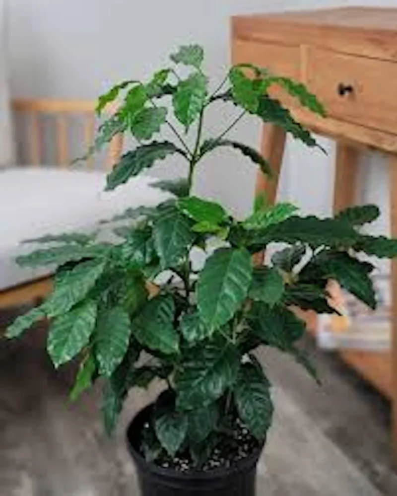 10 Arabica Coffee Plant Coffea arabica Live Starter Plants