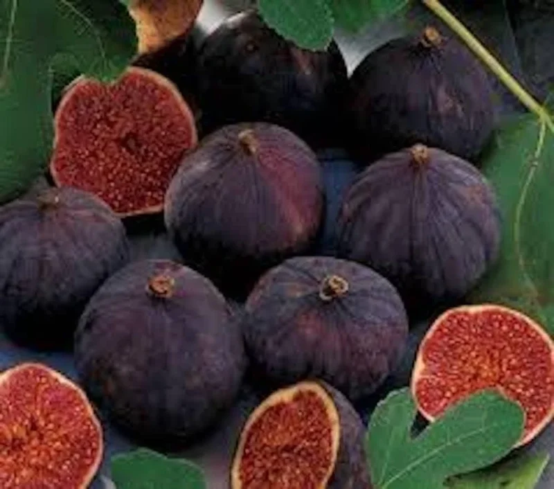 10 Chicago Hardy Fig Starter Plugs - Cold Hardy Fig Trees