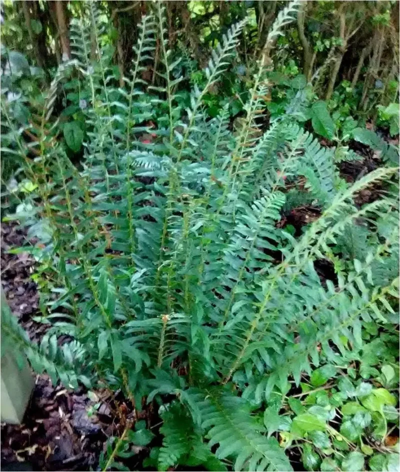 10 Christmas Fern Bare Root Perennial Plants - Evergreen Native