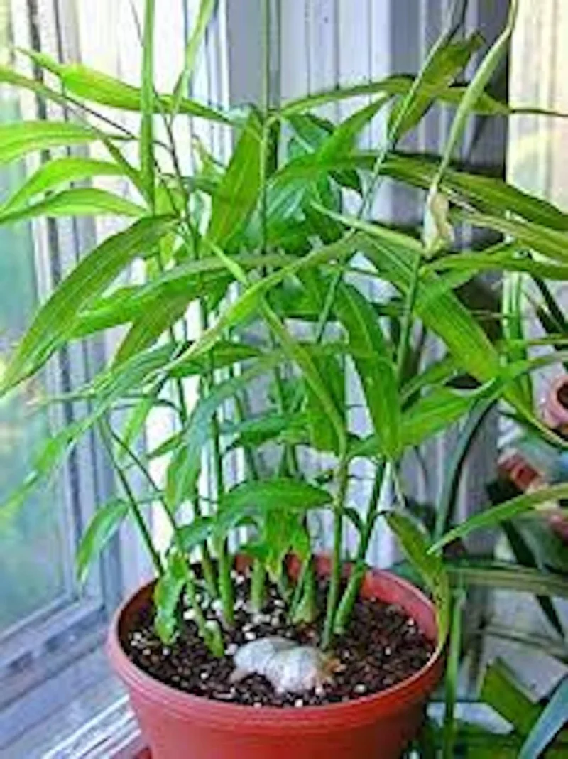 10 Ginger Root Plant Plugs - Yellow Baby Ginger Starter Plants