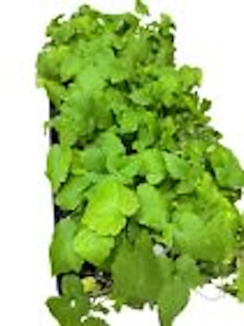 10 Glencoe Thornless Raspberry Plants - Sweet Purple Fruit Bush