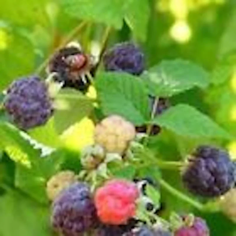 10 Glencoe Thornless Raspberry Plants - Sweet Purple Fruit Bush