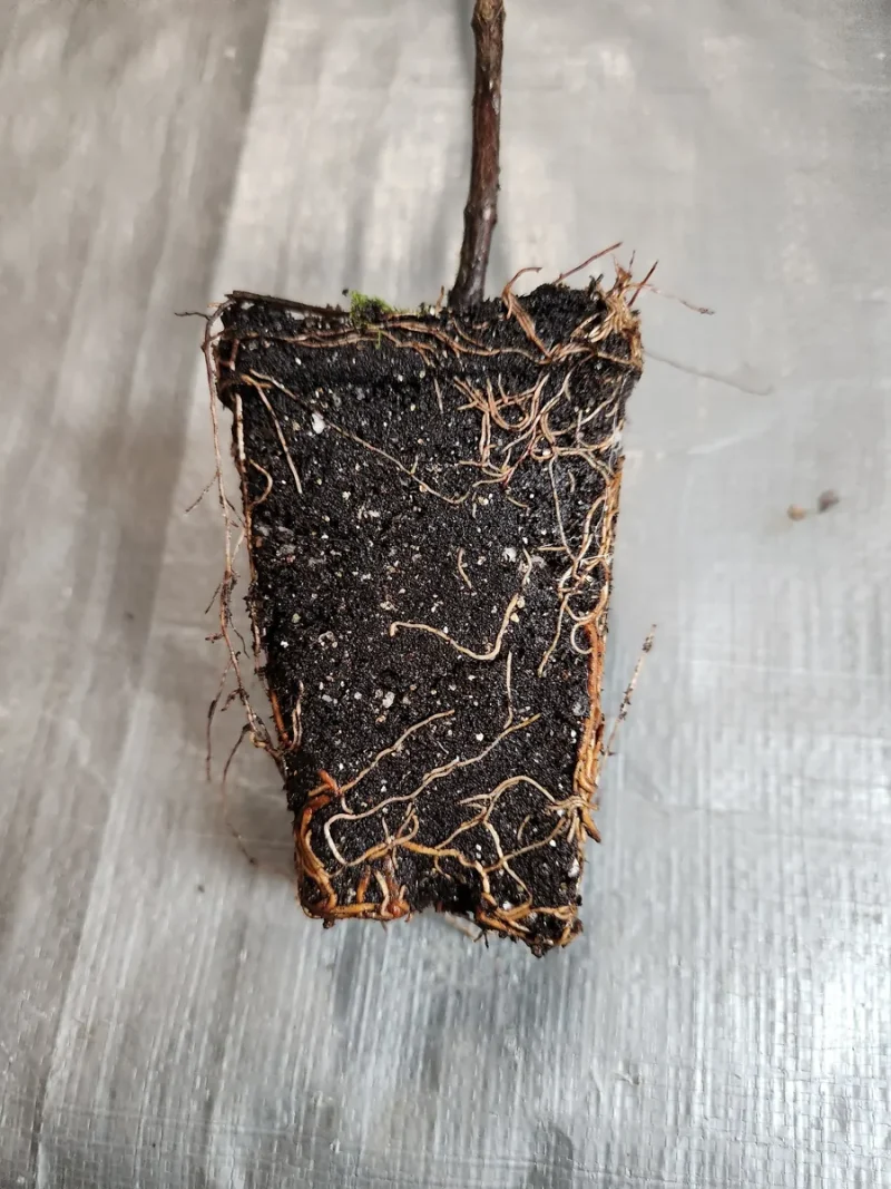 Green Giant Arborvitae Plants - Fast Growing Privacy Trees