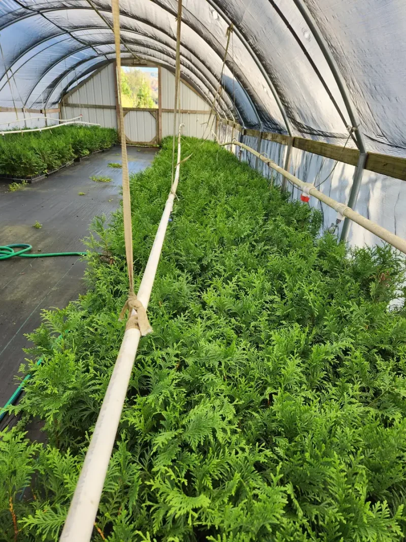 Green Giant Arborvitae Plants - Fast Growing Privacy Trees