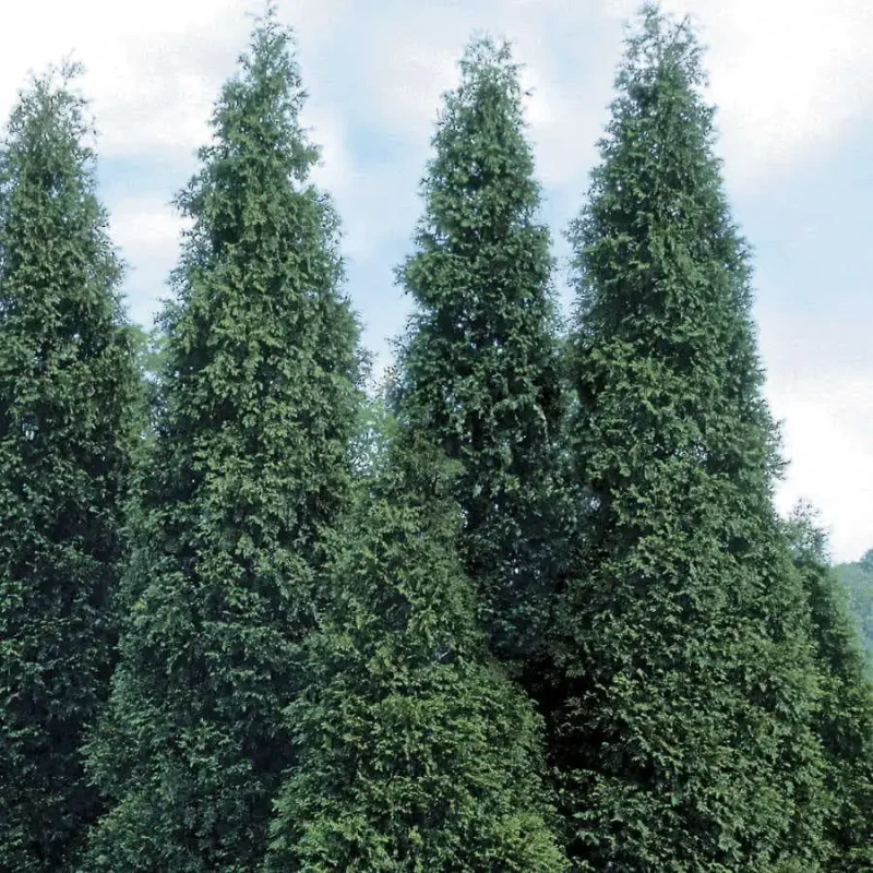 Green Giant Arborvitae Plants - Fast Growing Privacy Trees