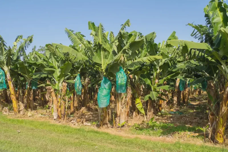 Gros Michel Banana Starter Plugs - Heirloom Musa acuminata