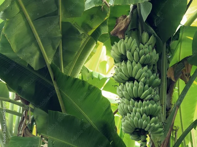 Gros Michel Banana Starter Plugs - Heirloom Musa acuminata