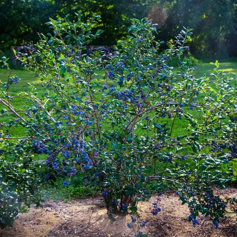 Jewel Blueberry Starter Plug - Vaccinium corymbosum Live Plant