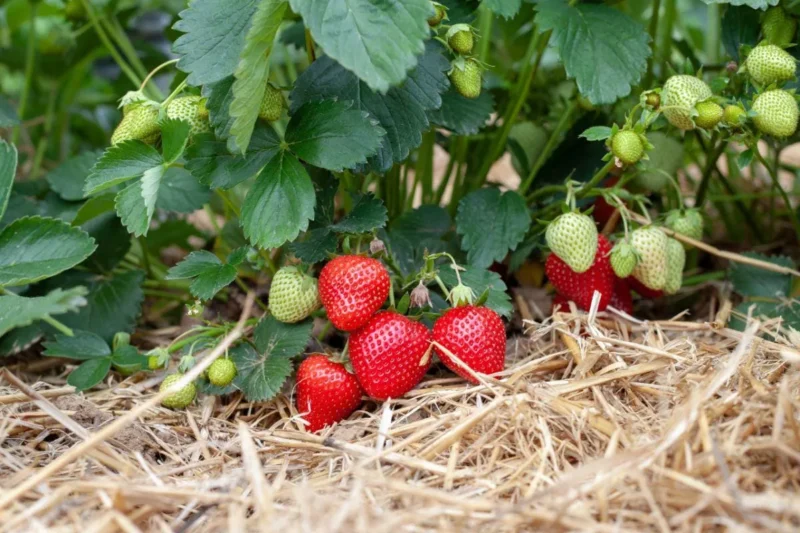 10 Surecrop Strawberry Bare Roots - Hardy June-Bearing Berries