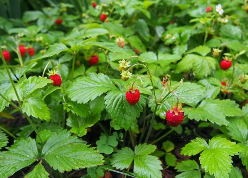 100 Cardinal Strawberry Bare Roots - Fragaria × ananassa