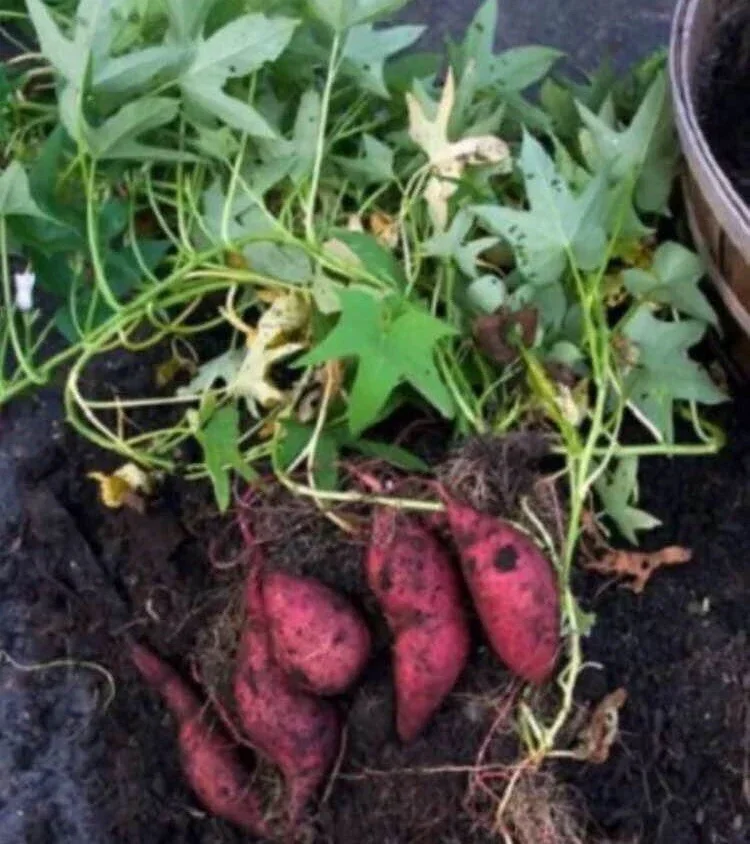15 Cuban Sweet Potato Slips - Easy to Grow Edible Plants