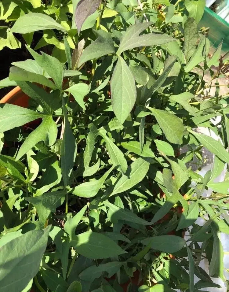 15 Cuban Sweet Potato Slips - Easy to Grow Edible Plants