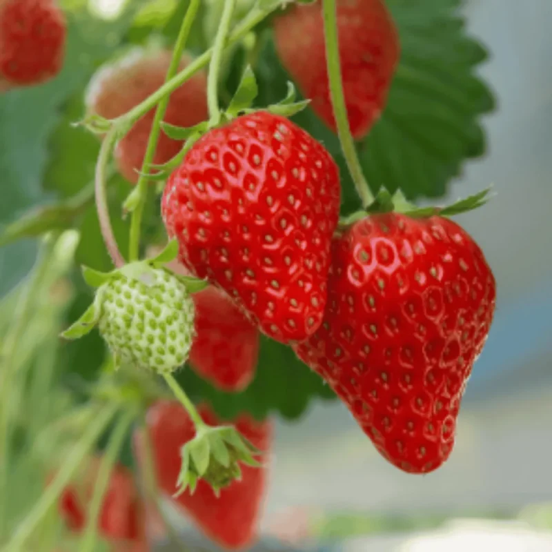 15 Earliglow Strawberry Plants - Sweet June-Bearing Berries