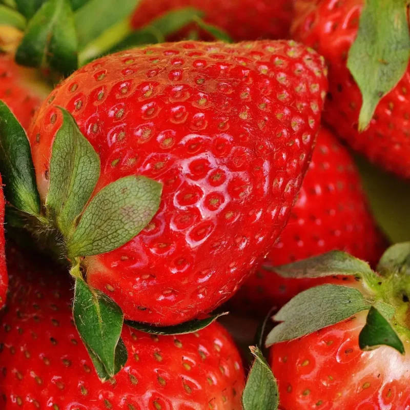15 San Andreas Strawberry Plants - Ever-Bearing, High-Yield