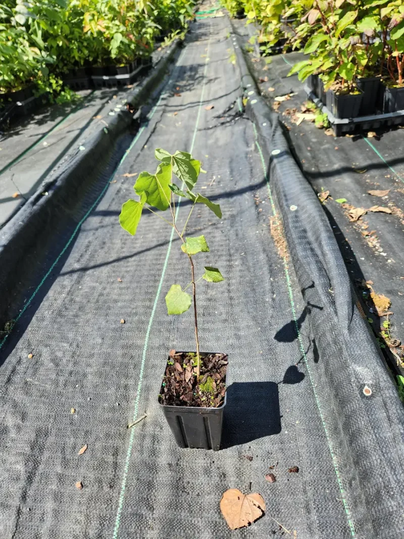 2 American Hazelnut Trees (Corylus Americana) - 4 inch Pots