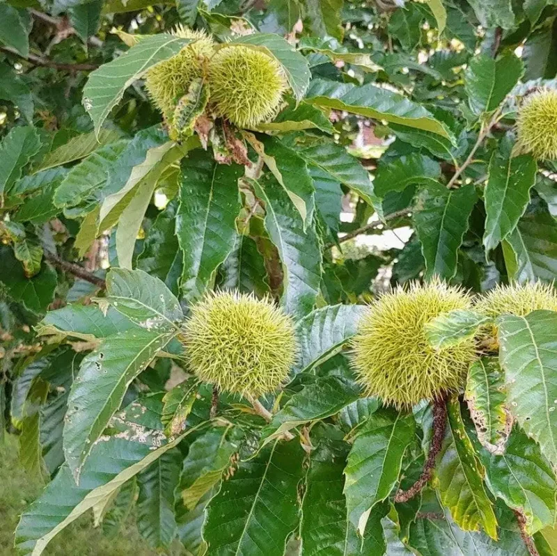 2 Chinese Chestnut Tree Bare-root - Castanea Mollissima