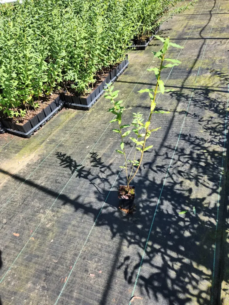 Dappled Willow Plants (Salix Integra 'Hakuro Nishiki') 4" Pots