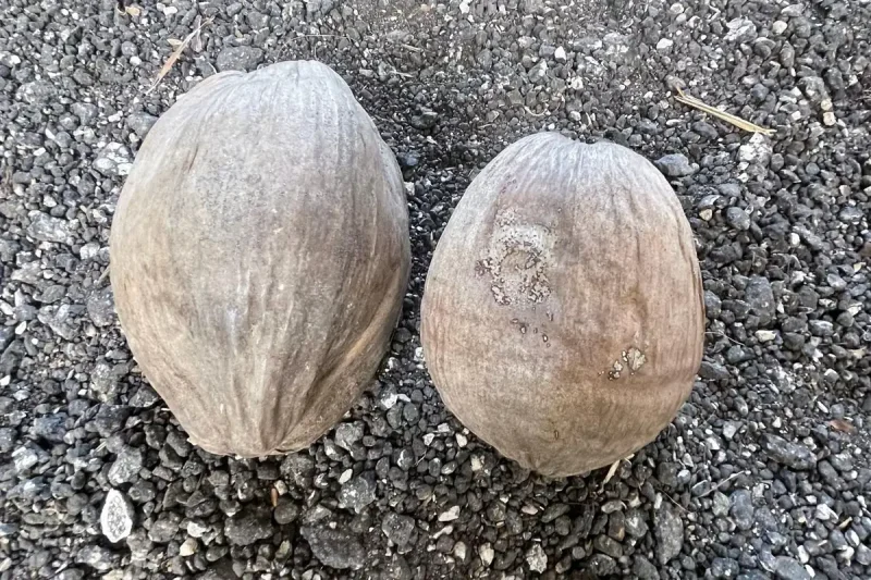 2 Dwarf Green Malayan Coconut Seeds - Rare Costa Rican Certified