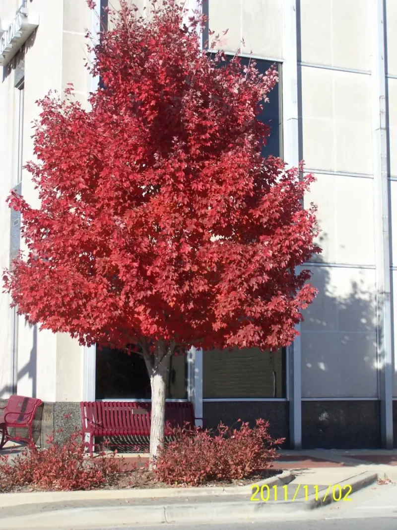 Red Maple Trees (Acer Rubrum) - 4 inch Container Live Plant