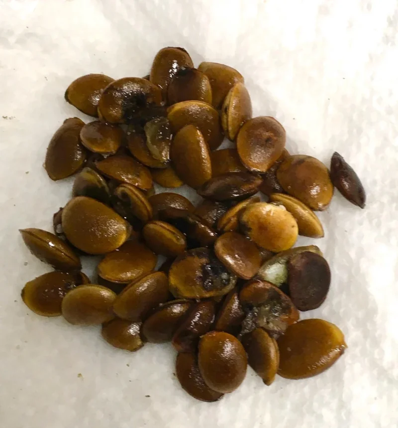 20 American Persimmon Tree Seeds - Organic Heirloom Fruit