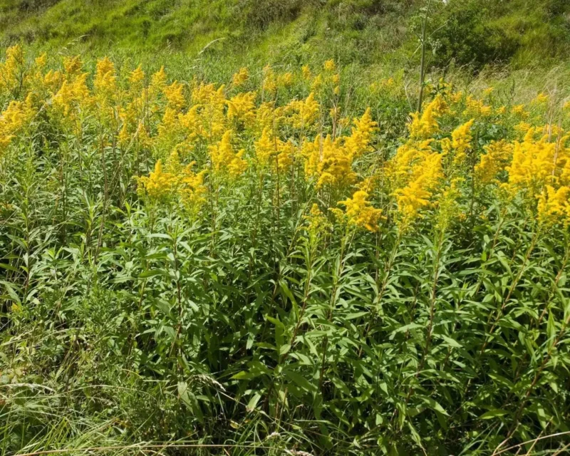 20 Goldenrod Bare Root Plants - Native Wildflower for Pollinators