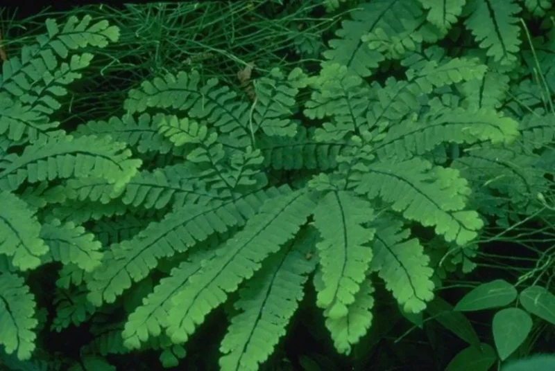20 Maidenhair Fern Bare Root Plants - Adiantum pedatum Organic