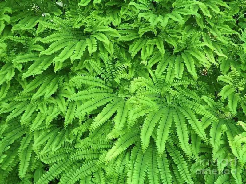 20 Maidenhair Fern Bare Root Plants - Adiantum pedatum Organic