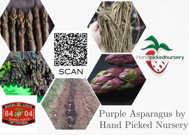 25 Pacific Purple Asparagus Crowns – 2-Year Bare Root Plants
