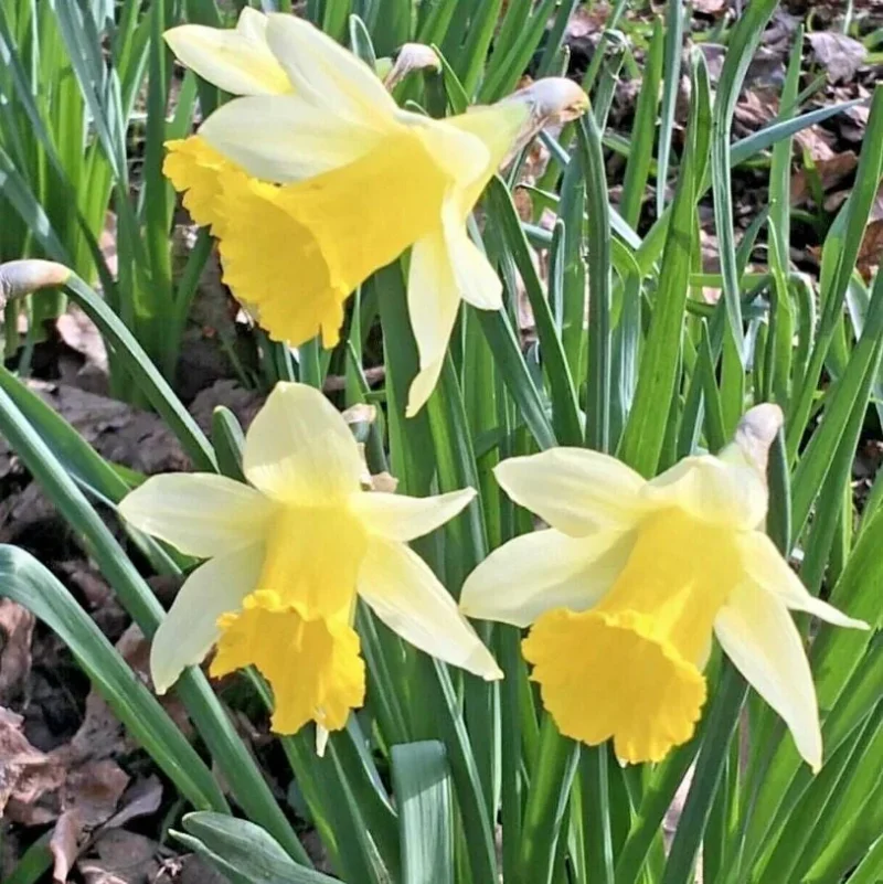 25 Wild Daffodil Bulbs - Easy Grow Narcissus Lent Lily Yellow