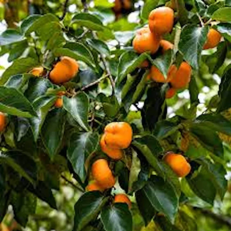 American Persimmon Tree - 3 Bare Root Plants, 12-24in Tall
