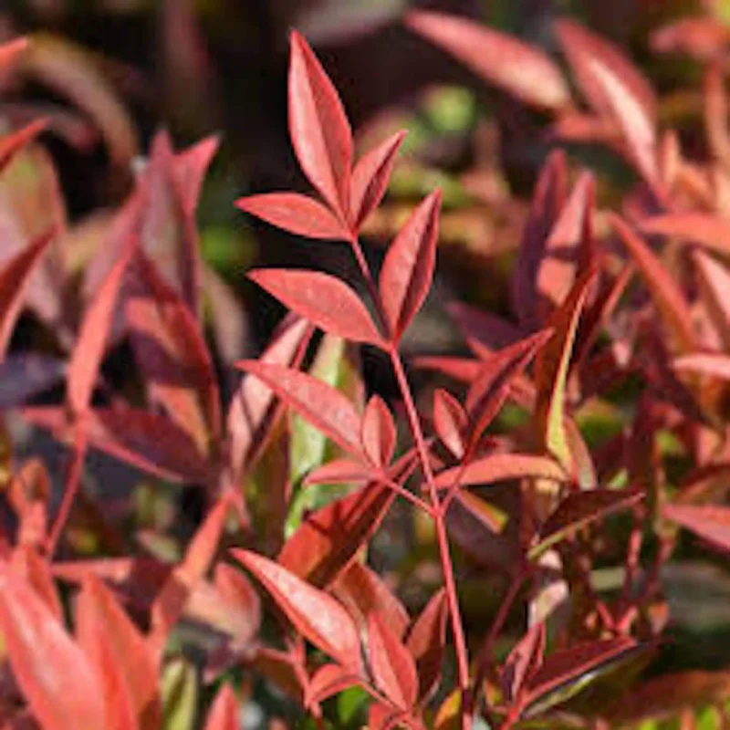 3 Gulf Stream Heavenly Bamboo Bare Root Plants 6-12in Tall