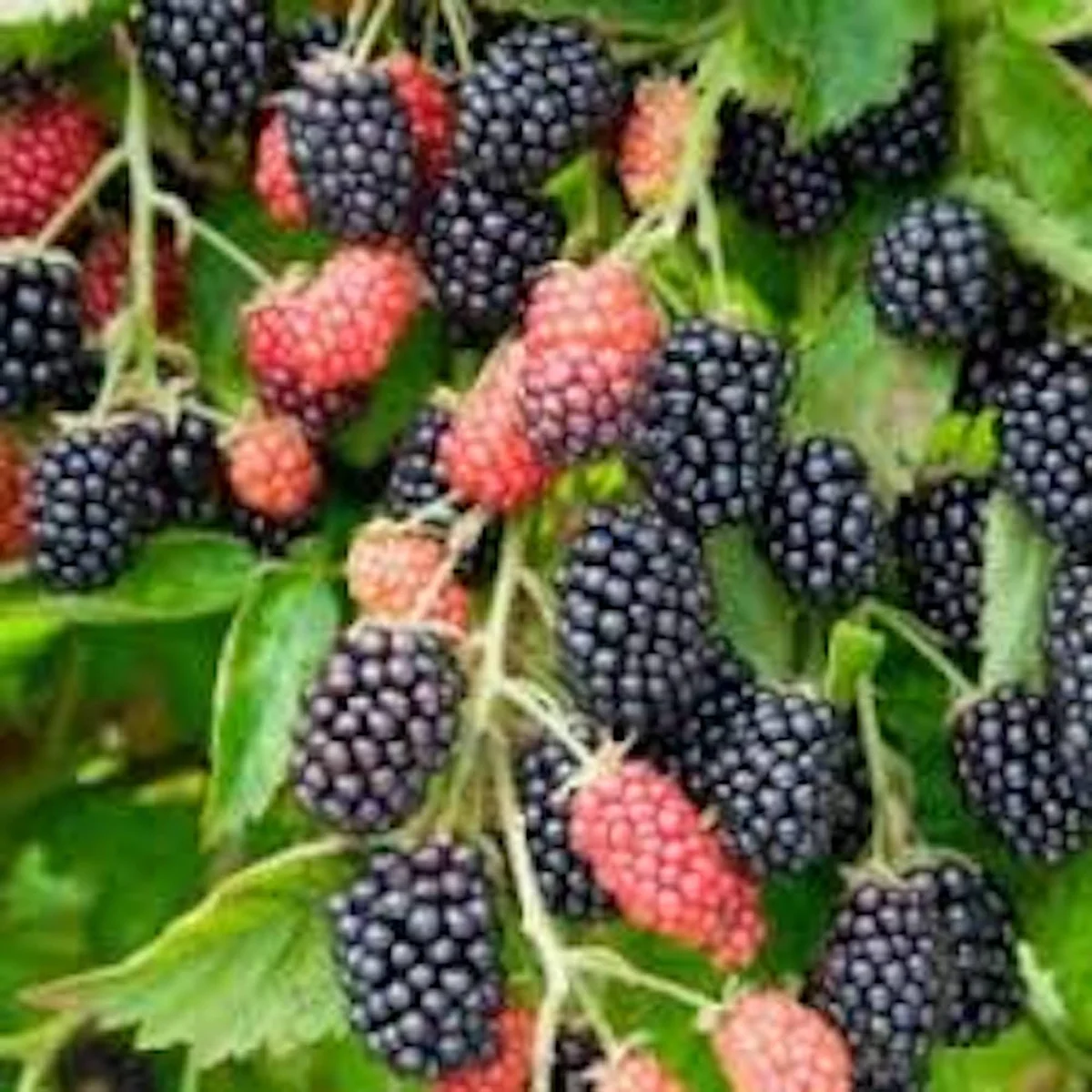 Prime Ark 45 Blackberry Plant - Primocane Bare Root Fruit Bush