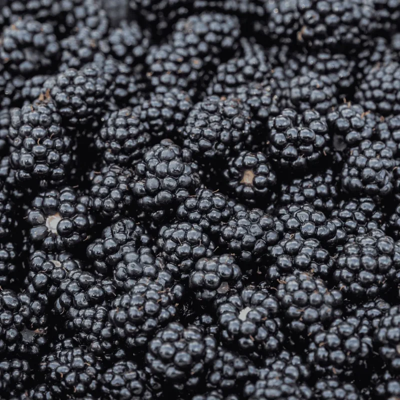 Thornless Blackberry Plants - Prime Ark Live Berry Plugs