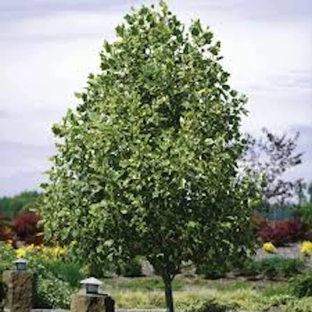 3 Tulip Poplar Tree 12-24in Bare Root - Fast Growing Shade Tree