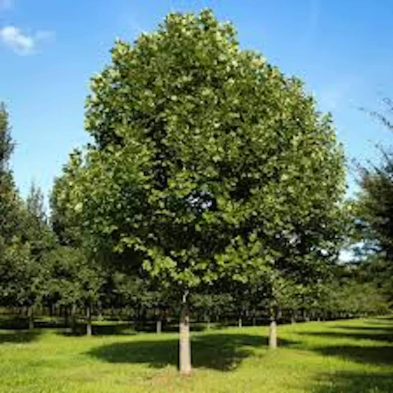 3 Tulip Poplar Tree 12-24in Bare Root - Fast Growing Shade Tree