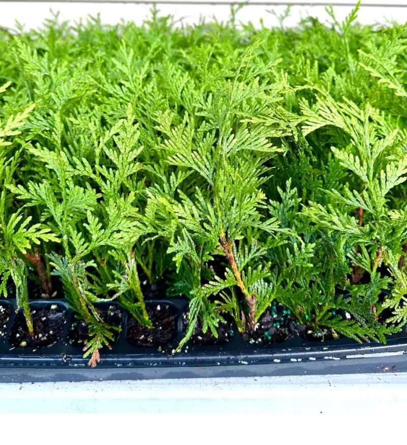 Green Giant Arborvitae Starters: Fast Growing Privacy Hedge