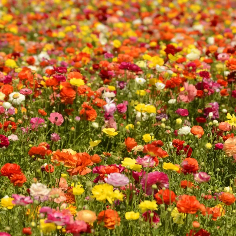 30 Mixed Ranunculus Flower Bulbs - Jumbo Size for Vibrant Blooms