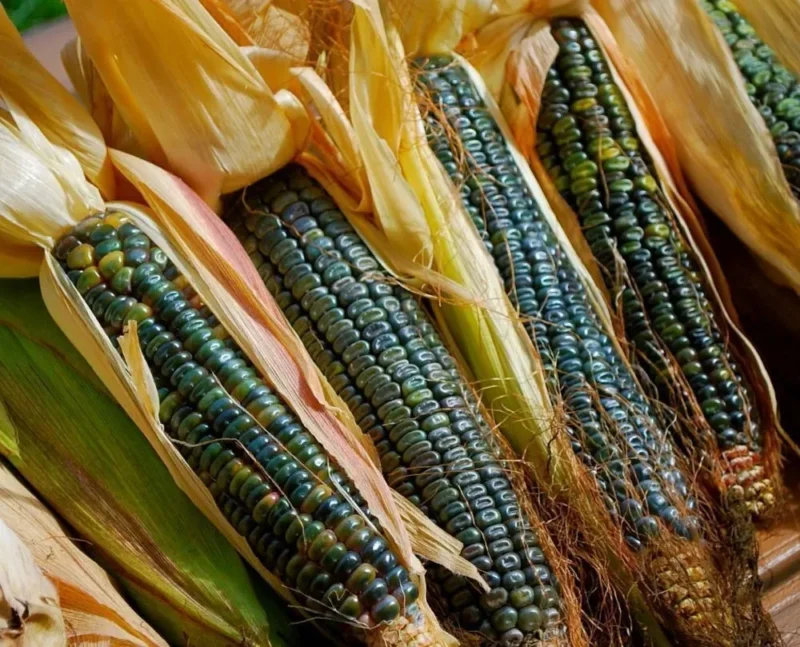 300 Oaxacan Green Corn Seeds - Heirloom Three Sisters Variety