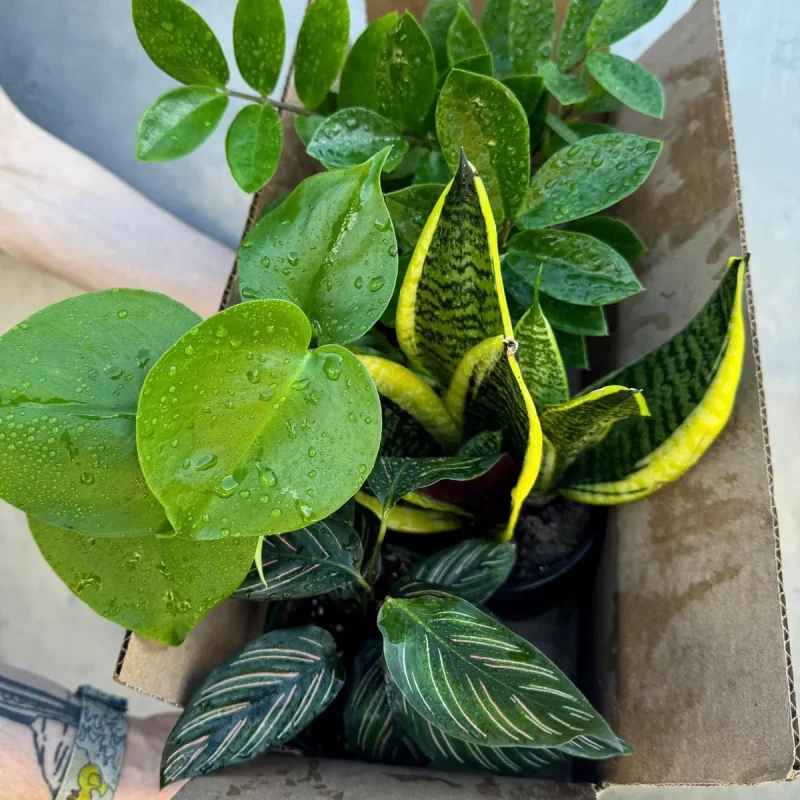 4 Live Indoor House Plant Bundle in 4-inch Pots - Mystery Set