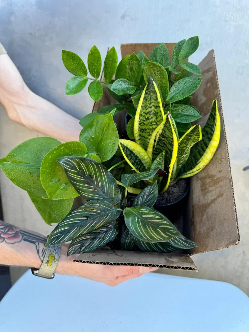 4 Live Indoor Plant Bundle - Mystery Houseplant Assortment
