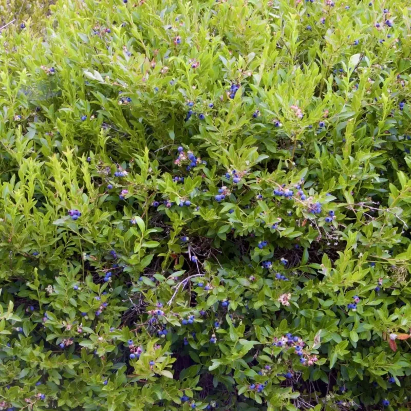 5 Emerald Blueberry Starter Plug - Vaccinium corymbosum
