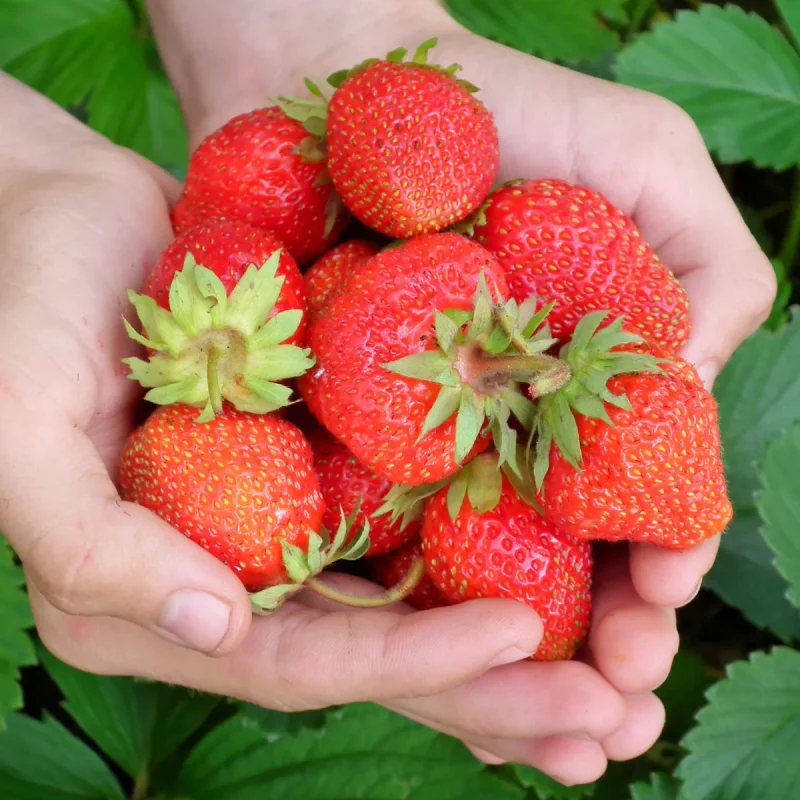 5 Everbearing Strawberry Plants - High Yield Bare Root Variety