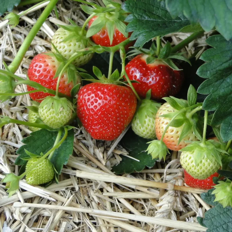 Mara Des Bois Strawberry Plants - Everbearing Bare Root Strawberries