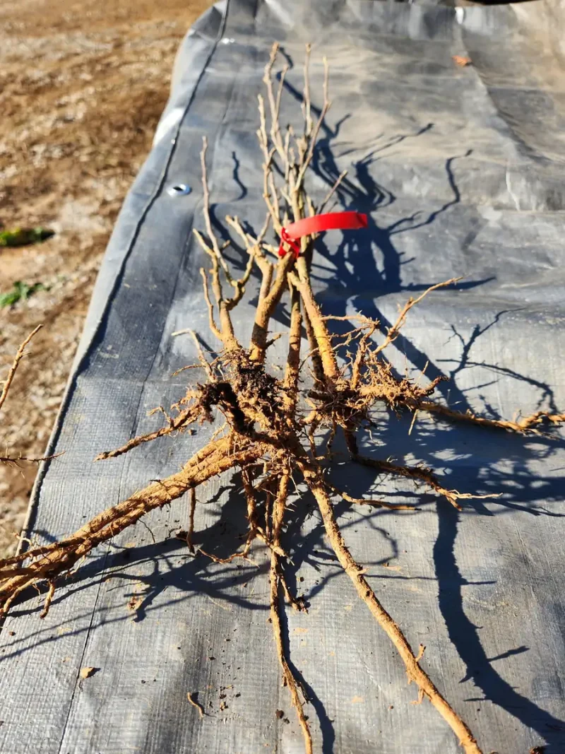 5 Red Rose of Sharon Bareroot Plants - Hardy & Low-Maintenance