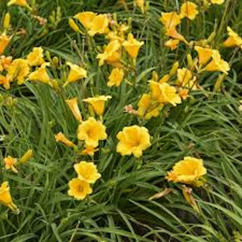 5 Stella De Oro Daylily Bare Root - Golden Yellow Perennial