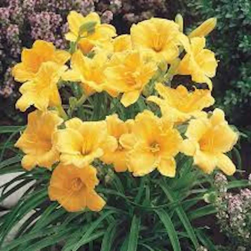 5 Stella De Oro Daylily Bare Root - Golden Yellow Perennial