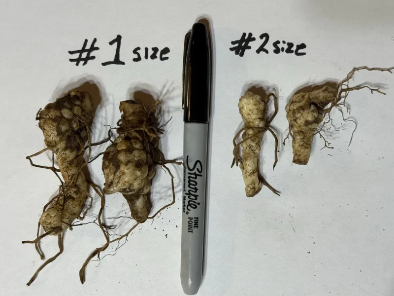 5 Turk's Cap Lily Bare Root Plants - Lilium superbum